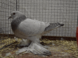 Thuringian Self Colored ( Thüringer Einfarbige ) | Pigeontype