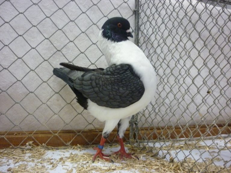 German Modena ( Deutscher Modeneser ) | Pigeontype