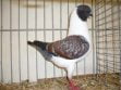 German Modena ( Deutscher Modeneser ) | Pigeontype