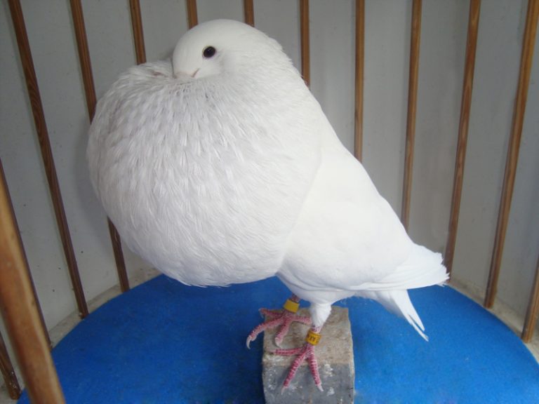 Gaditano Cropper ( Buchon Gaditano-Jerezano ) | Pigeontype