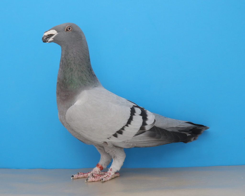 Exhibition Homer Pigeons | Pigeontype