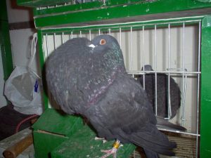 Gaditano Cropper ( Buchon Gaditano-Jerezano ) | Pigeontype