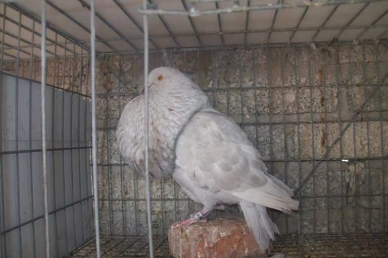 Gaditano Cropper ( Buchon Gaditano-Jerezano ) | Pigeontype