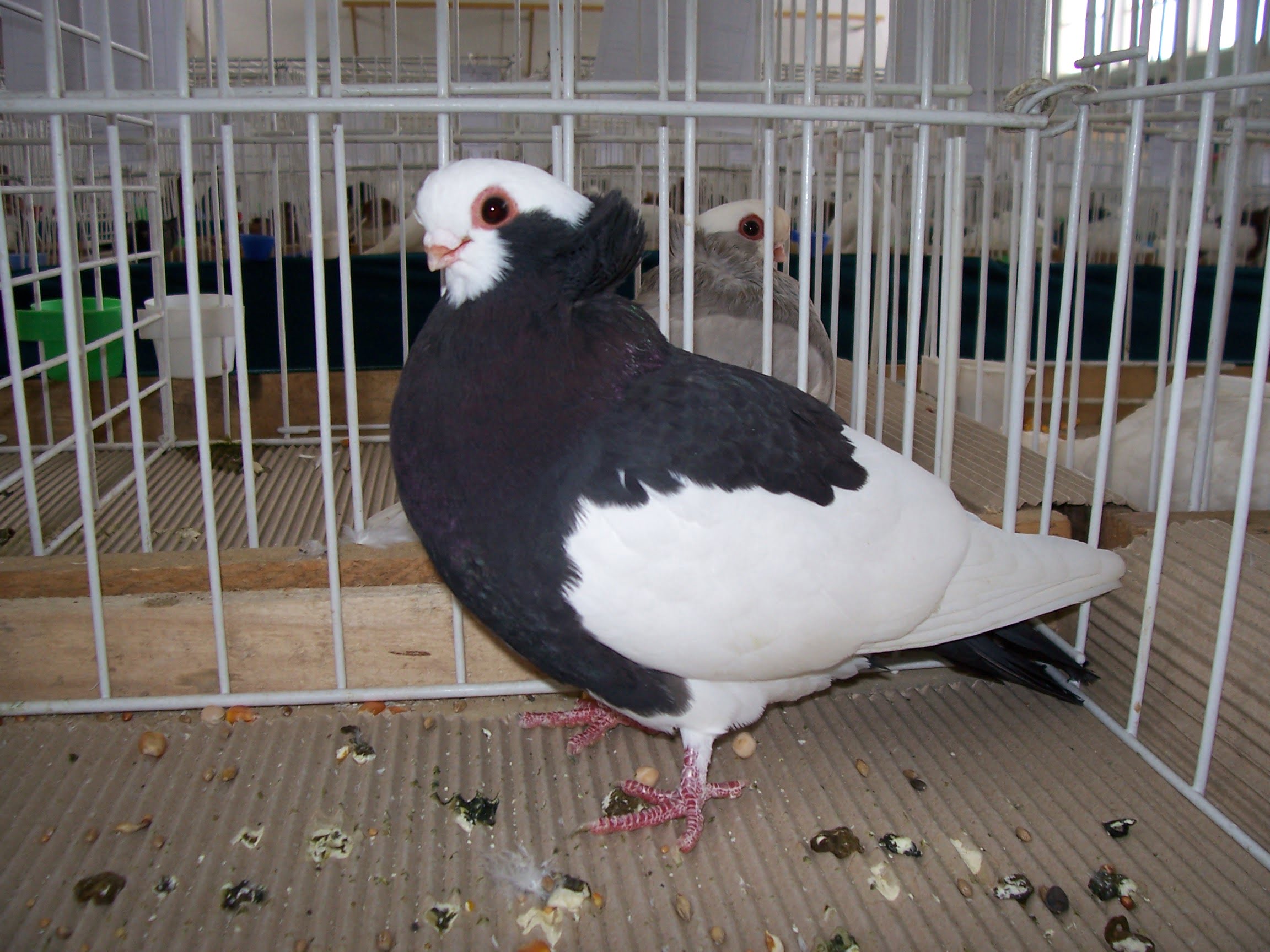 Komorner Tumbler Pigeon