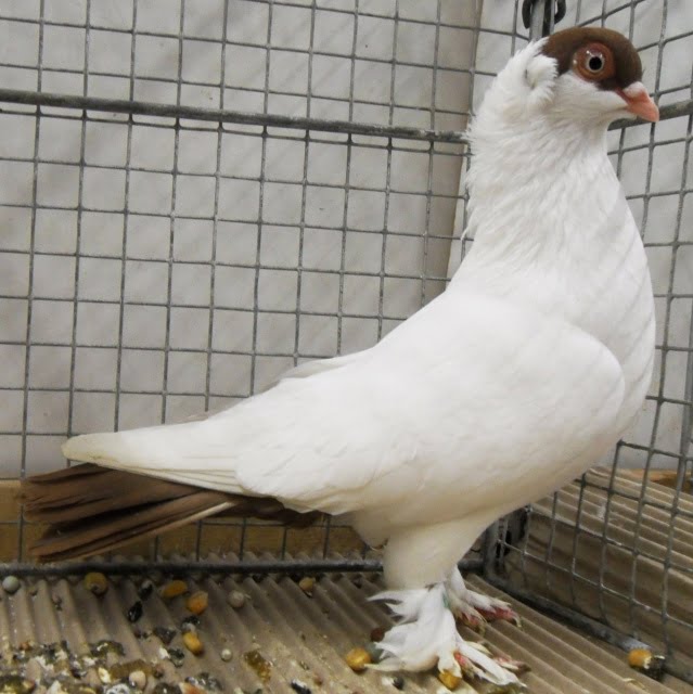 French Krymka Tumbler | Pigeontype