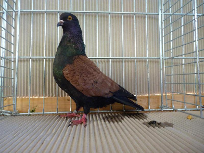 Thuringian Goldbeetle ( Thüringer Goldkäfertaube ) | Pigeontype