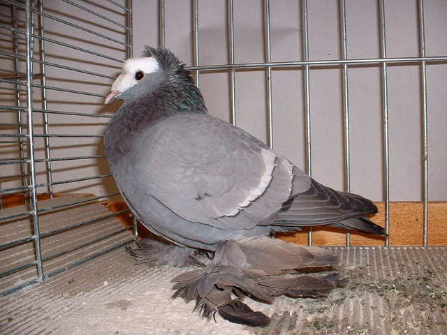 Saxon Priest ( Sächsische Pfaffentaube ) | Pigeontype