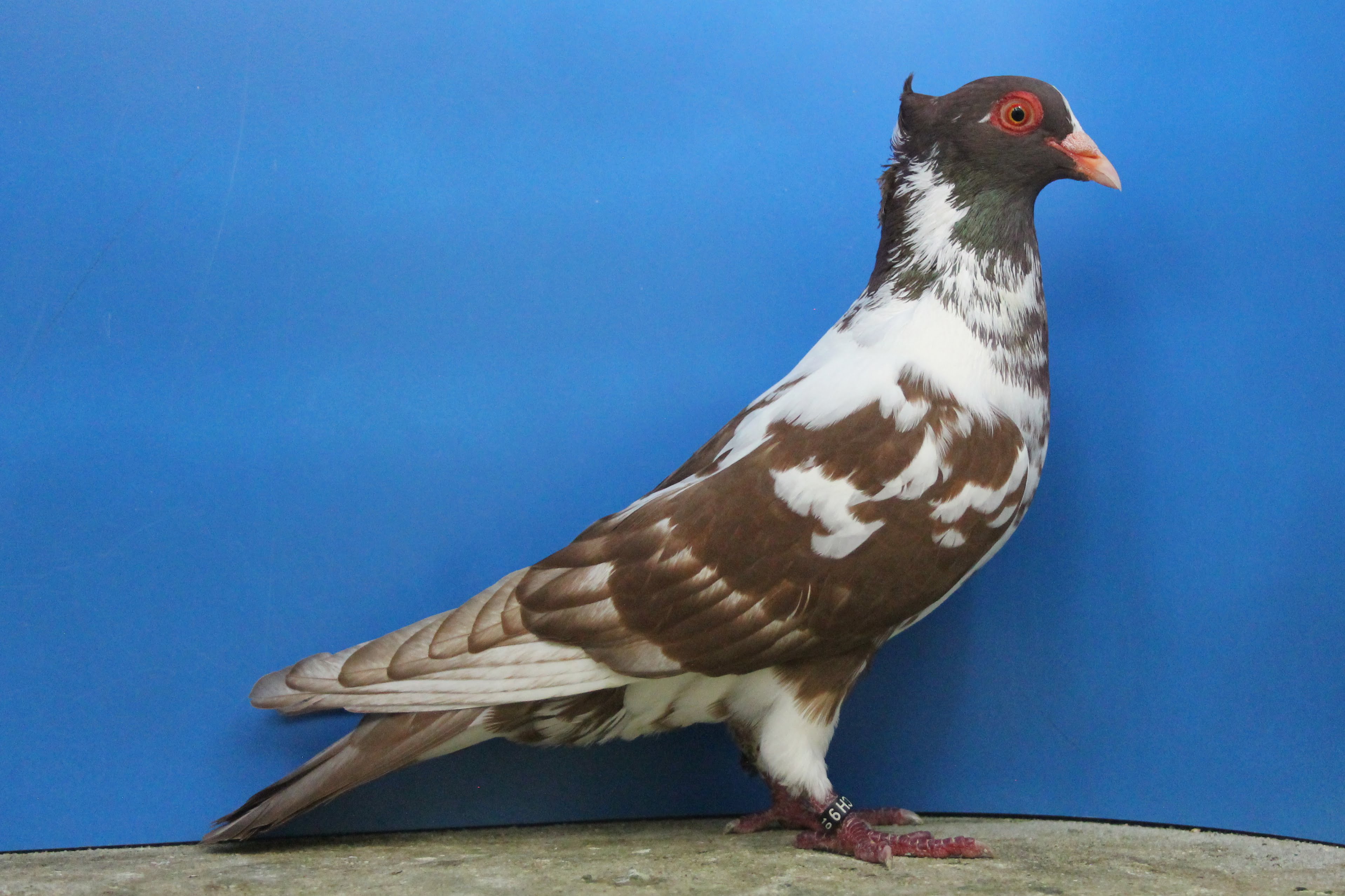 Berne Halfbeak pigeons ( Berner Halbschnäbler ) | Pigeontype