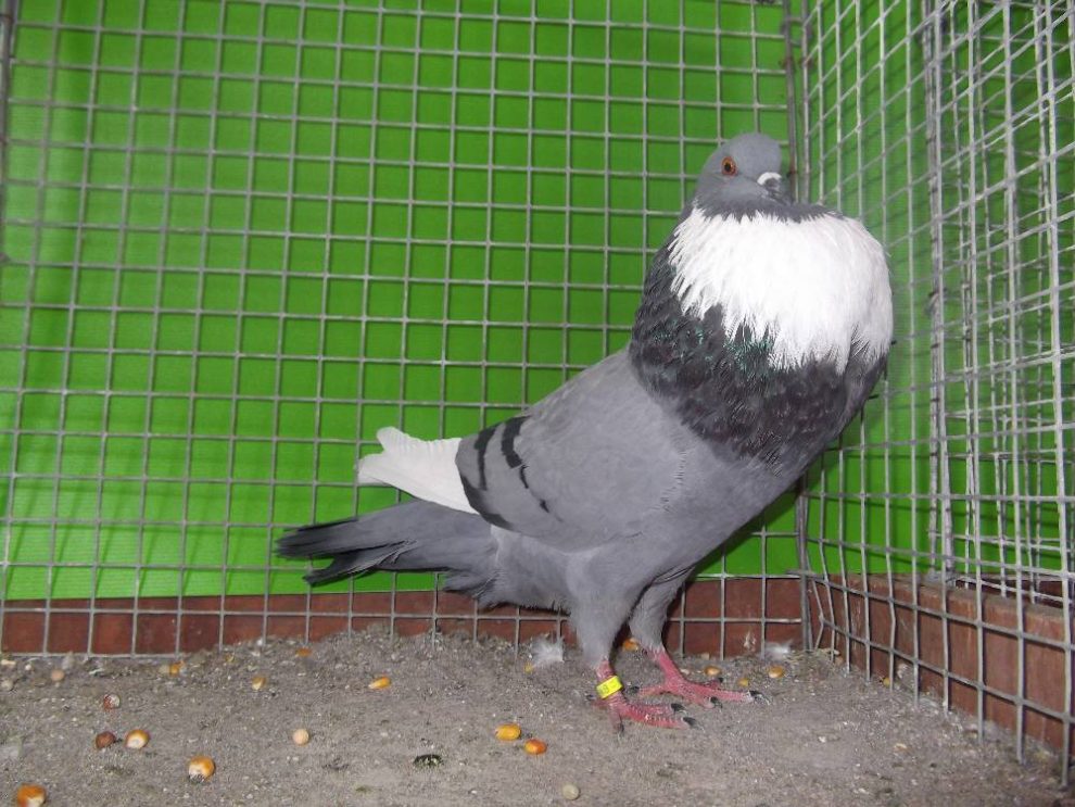 Alsace Cropper ( Boulant d'Alsace ) | Pigeontype