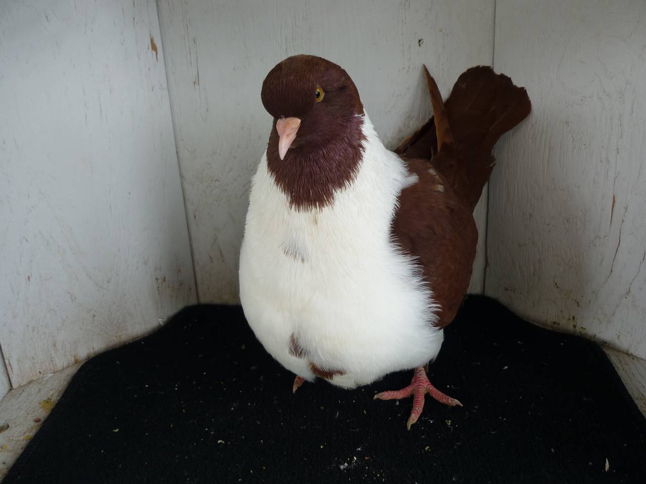 Strasser Pigeons | Pigeontype