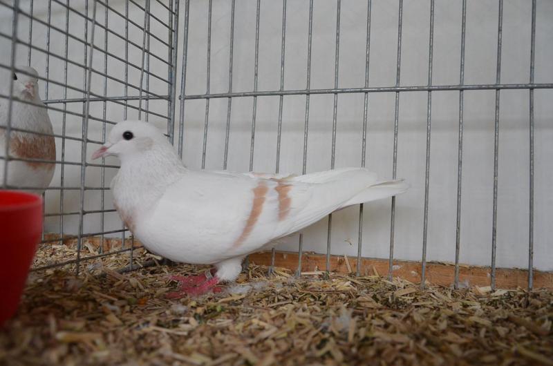 Thuringian Crescent Pigeon ( Thüringer Mondtaube ) | Pigeontype
