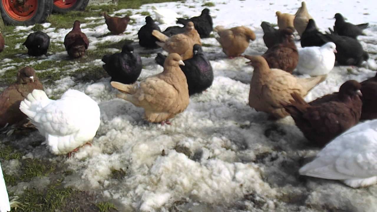 Rare color mondain pigeon videos | Pigeontype