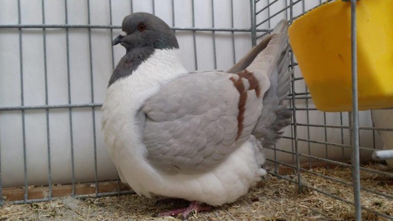 Strasser Pigeons | Pigeontype
