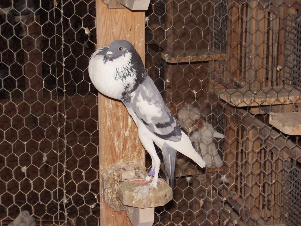 Pigmy Pouter Pigeons | Pigeontype