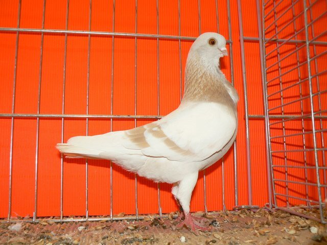 Valencian Frill Pigeons ( Figurita de Sevilla ) | Pigeontype