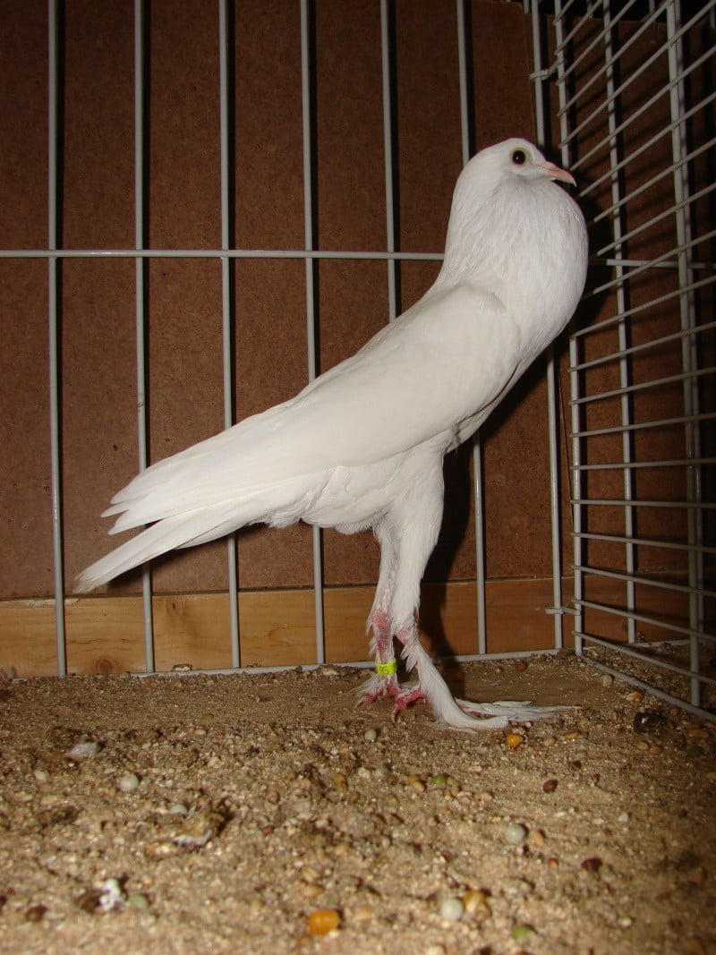 Pigmy Pouter Pigeons | Pigeontype