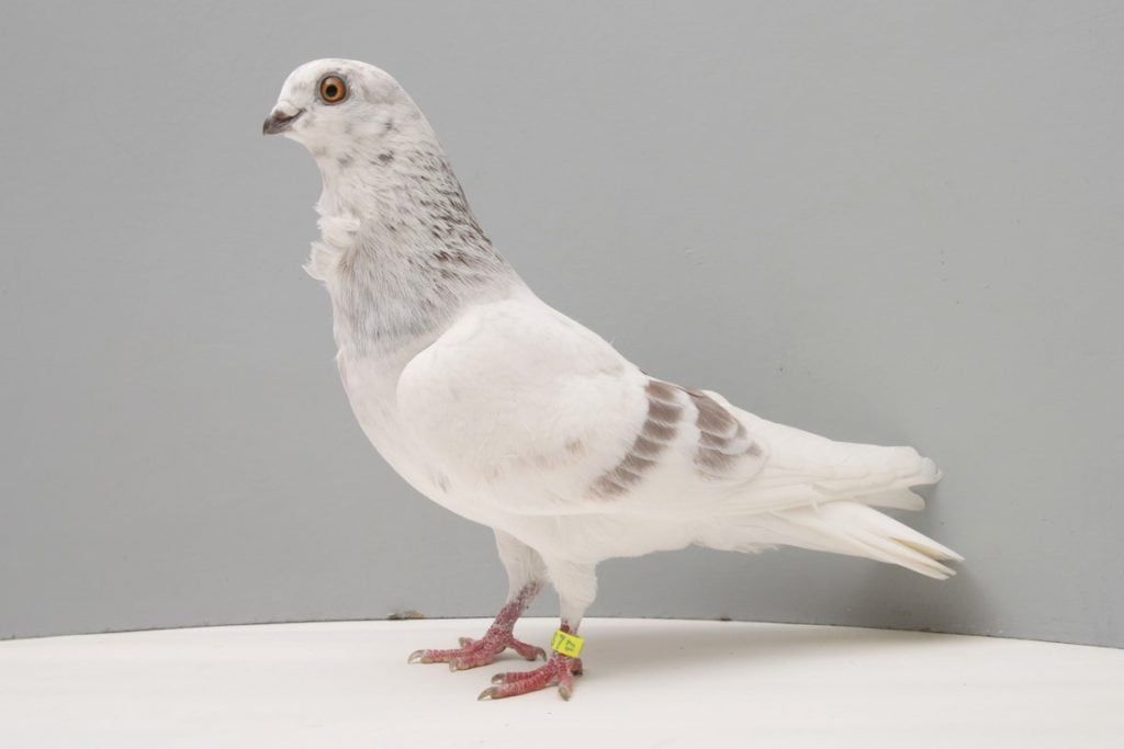 Valencian Frill Pigeons ( Figurita de Sevilla ) | Pigeontype