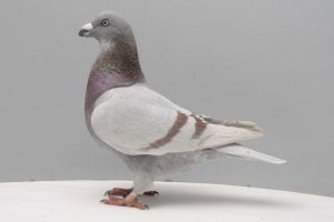 Genuine Homer Pigeons | Pigeontype