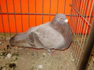 Granadino Pouter ( Buchon Granadino ) | Pigeontype