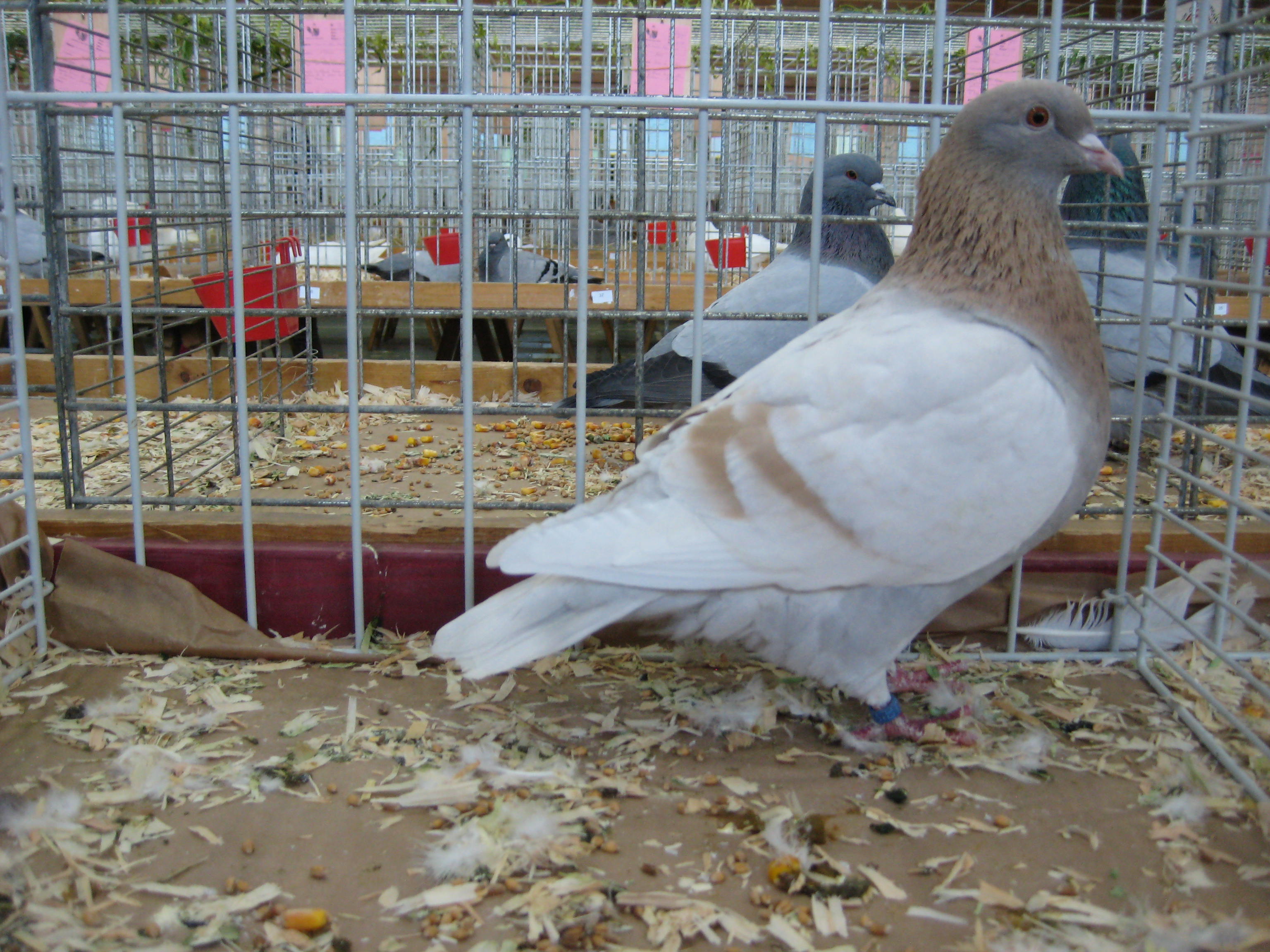 Mulhouse Pigeon ( Pigeon Mulhousien ) | Pigeontype