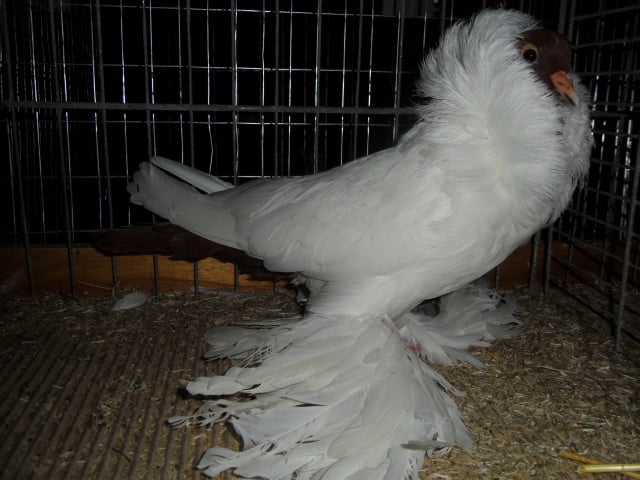 Schmalkalden Moorhead ( Schmalkaldener Mohrenkopf ) | Pigeontype