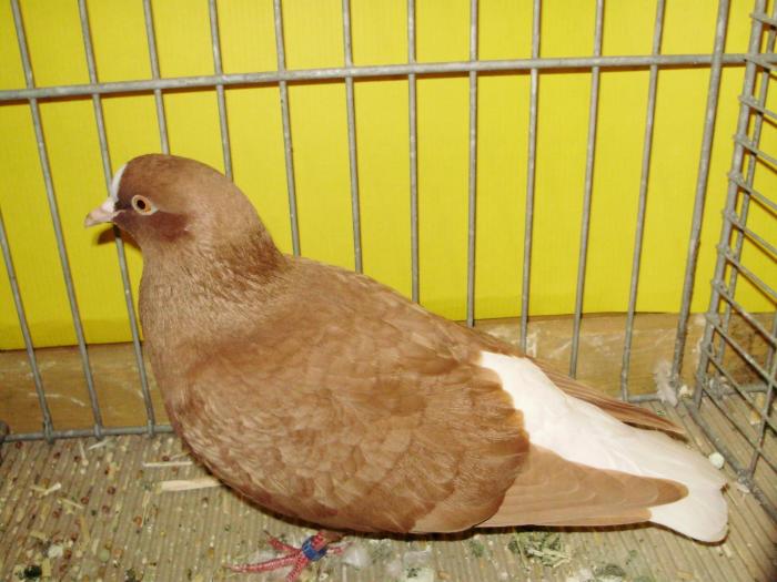 Thuringian White Tail ( Thüringer Weißschwanz ) | Pigeontype