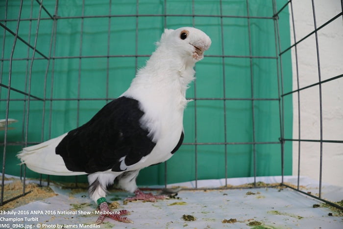 Turbit Pigeons | Pigeontype