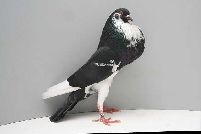 Norwich Cropper Pigeons ( Norwich Kröpfer ) | Pigeontype