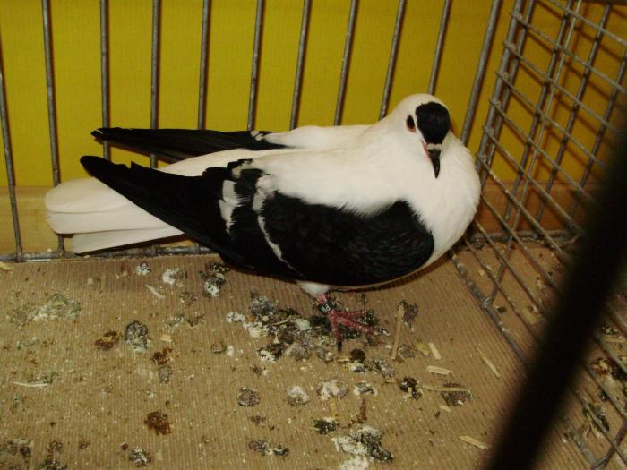 Thuringian Wing Pigeon ( Thüringer Flügeltaube ) | Pigeontype