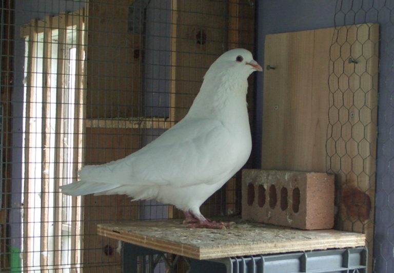Swiss Mondain Pigeons ( Schweizer Mondain ) | Pigeontype