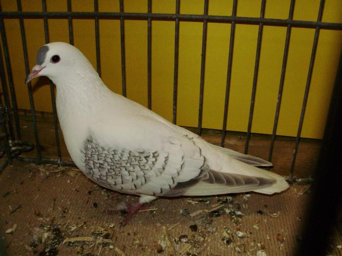Thuringian Wing Pigeon ( Thüringer Flügeltaube ) | Pigeontype