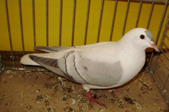 Thuringian Pigeons | Pigeontype