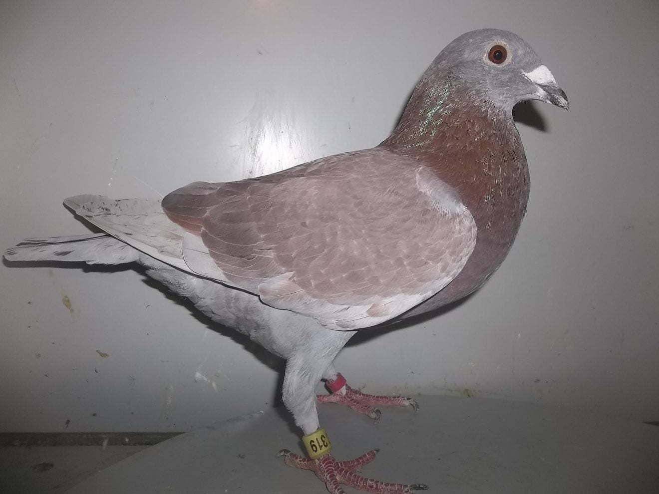 Racing Homer Pigeons ( Van Loon ) | Pigeontype