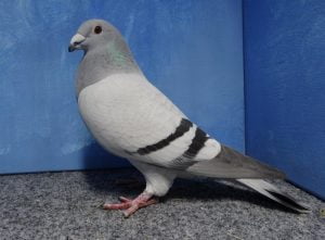 British Show Racer ( Racing Homer ) | Pigeontype