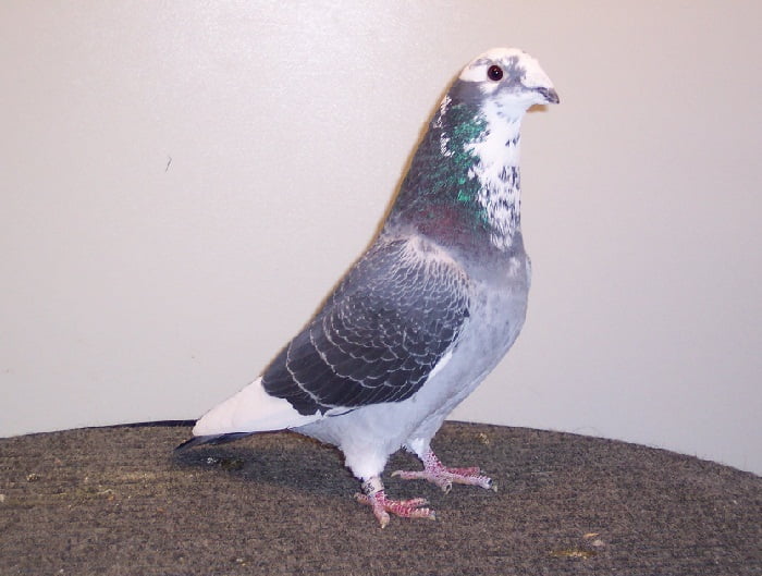 British Show Racer ( Racing Homer ) | Pigeontype