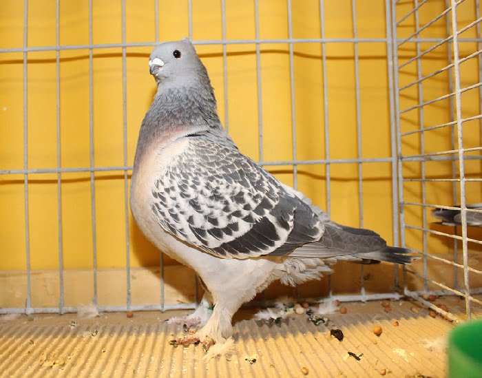 Lucerne Copper Collar Pigeons ( Luzerner Kupferkragen ) | Pigeontype