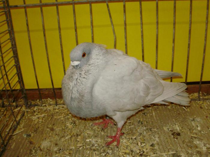 Rafeno Cropper ( Buchon Rafeño ) | Pigeontype
