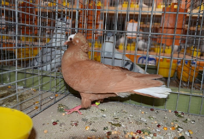 Thuringian Mauser Pigeon ( Thüringer Mäusertaube ) | Pigeontype