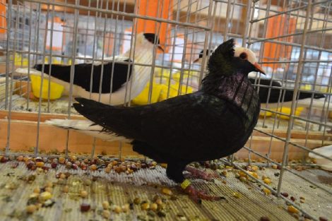Thuringian Pigeons | Pigeontype