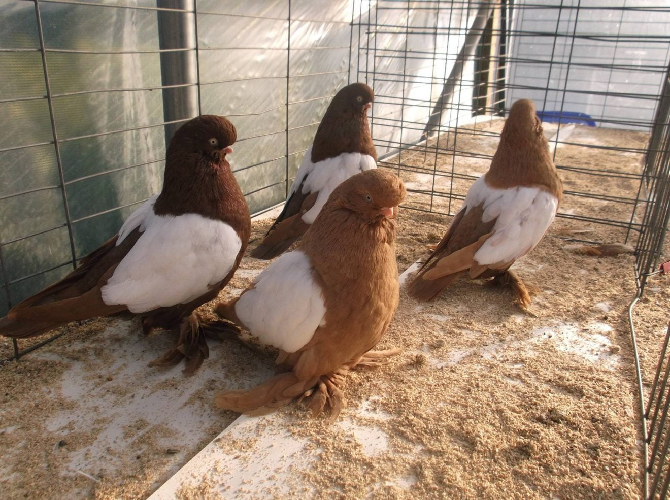 English Long-Faced Tumbler, muffed | Pigeontype