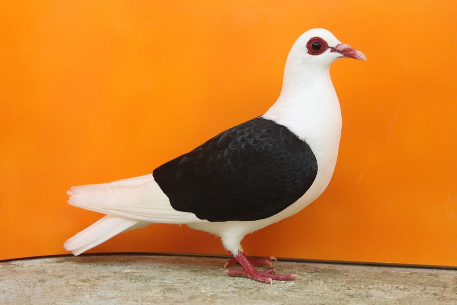 Franconian Velvetshield Pigeons | Pigeontype