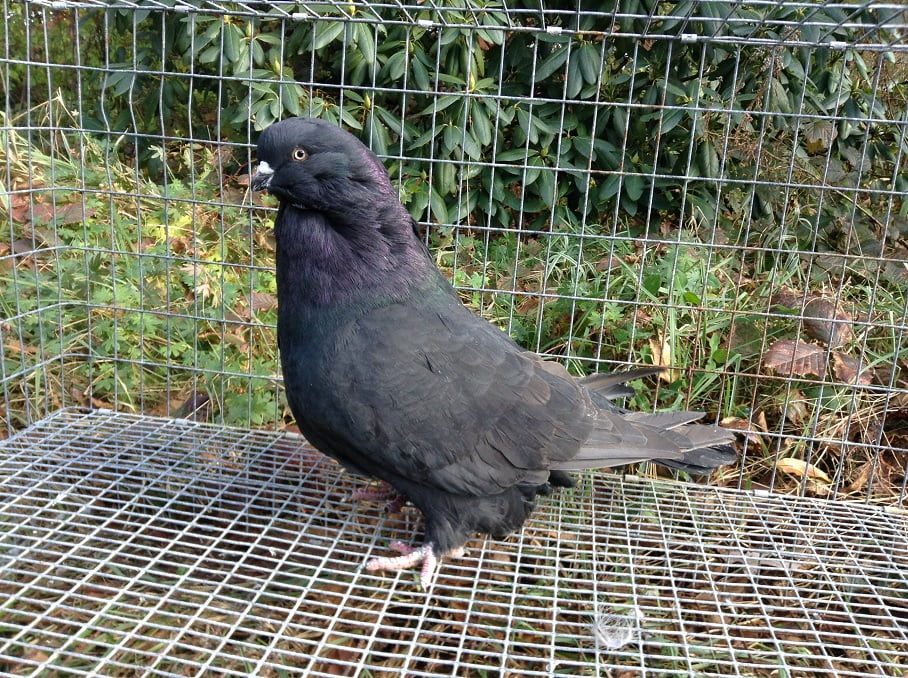 American Giant Runt And Rumbler Pigeons | Pigeontype