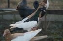 Krakow Magpie Pigeons | Pigeontype