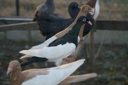 Krakow Magpie Pigeons | Pigeontype