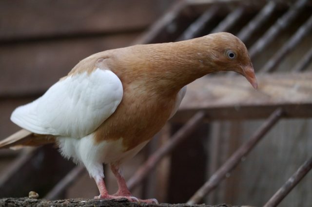 Krakow Magpie Pigeons | Pigeontype