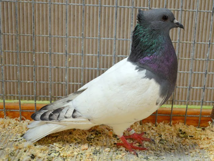 Thuringian Breast pigeons | Pigeontype