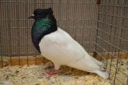 Thuringian Pigeons | Pigeontype