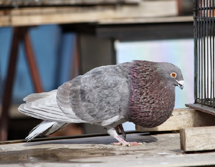 Valencia Cropper Pigeons | Pigeontype