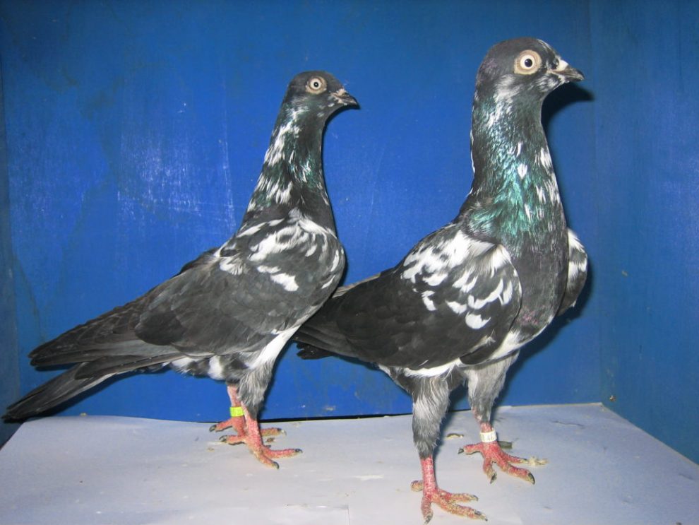 Vienna Röserlscheck Pigeons | Pigeontype