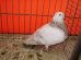 Valencia Cropper Pigeons | Pigeontype